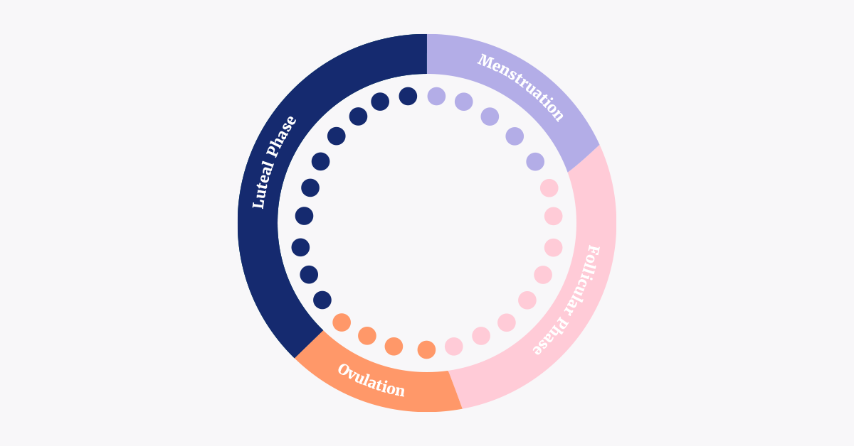 Menstrual Cycle Phases (Menstruation): Overview And Phases